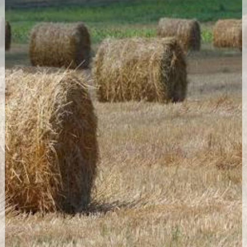 Продам сено в рулонах. 2025 год