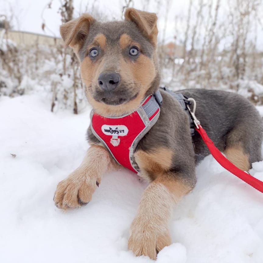 Щенок-девочка в добрые руки