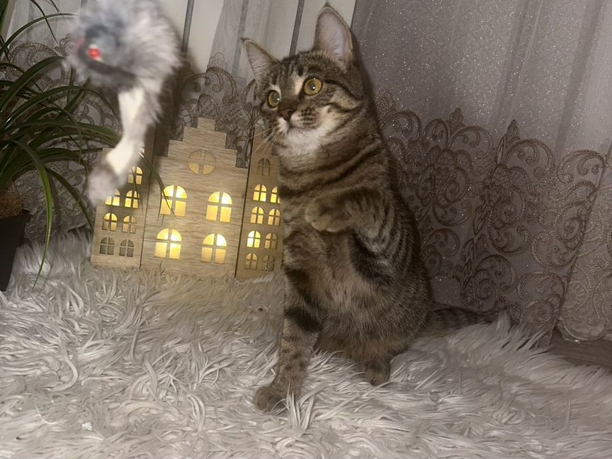 Котики