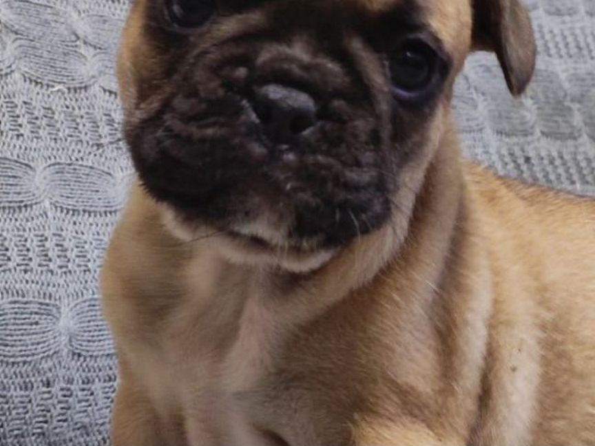 Французики, ген флаффи