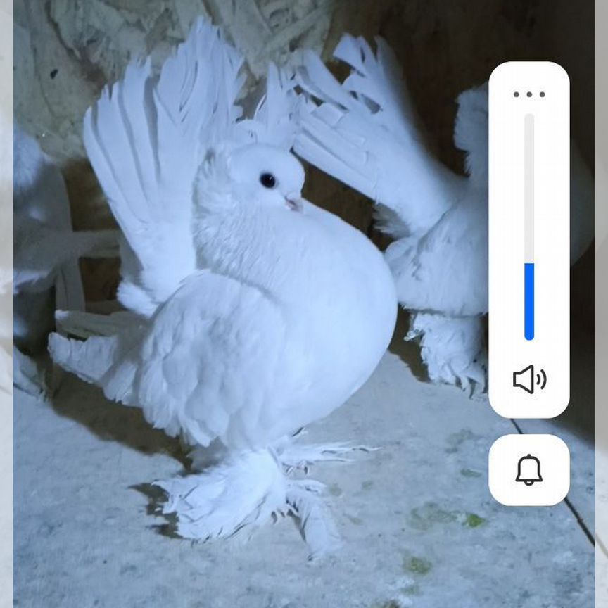 Статные голуби