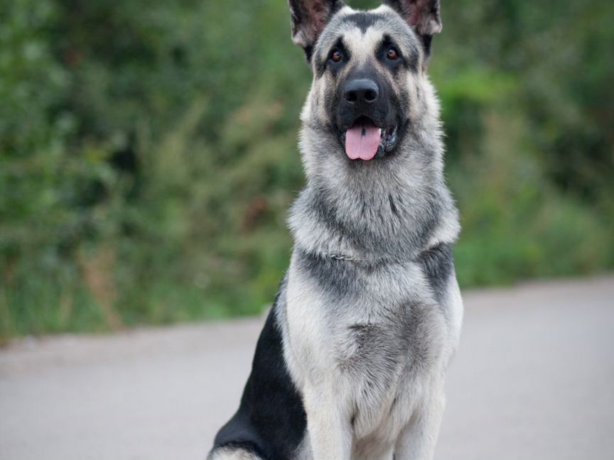 Вязка кобель вео