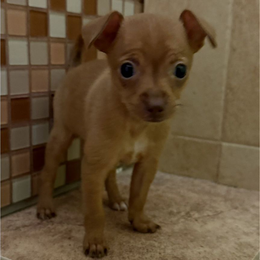 Русский той-терьер, щенок