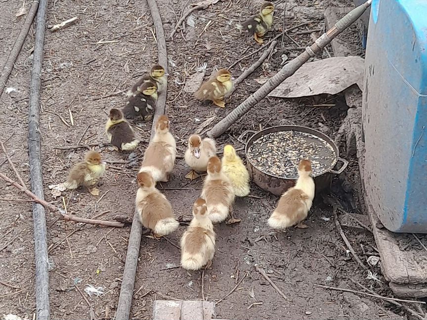 Продаются индоутята в вилено