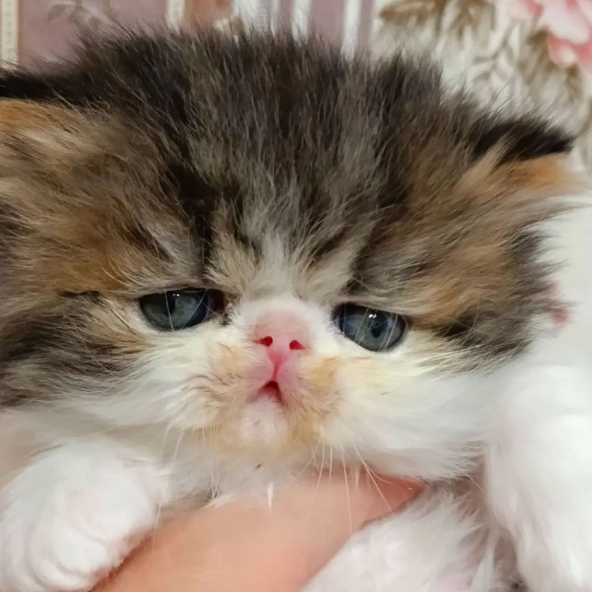 Экзотический короткошёрстный котёнок