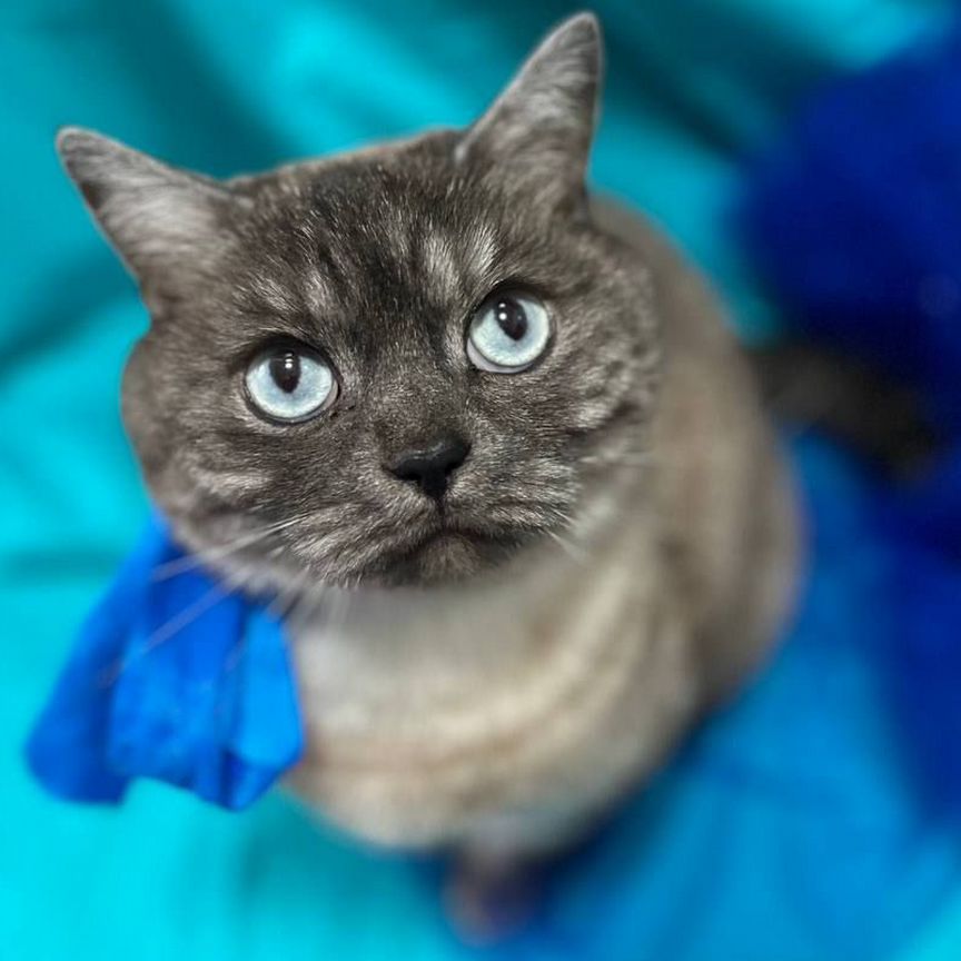 Взрослый кот в добрые руки