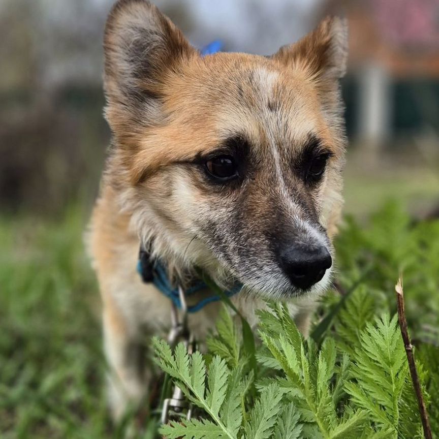 Взрослый пёс в добрые руки