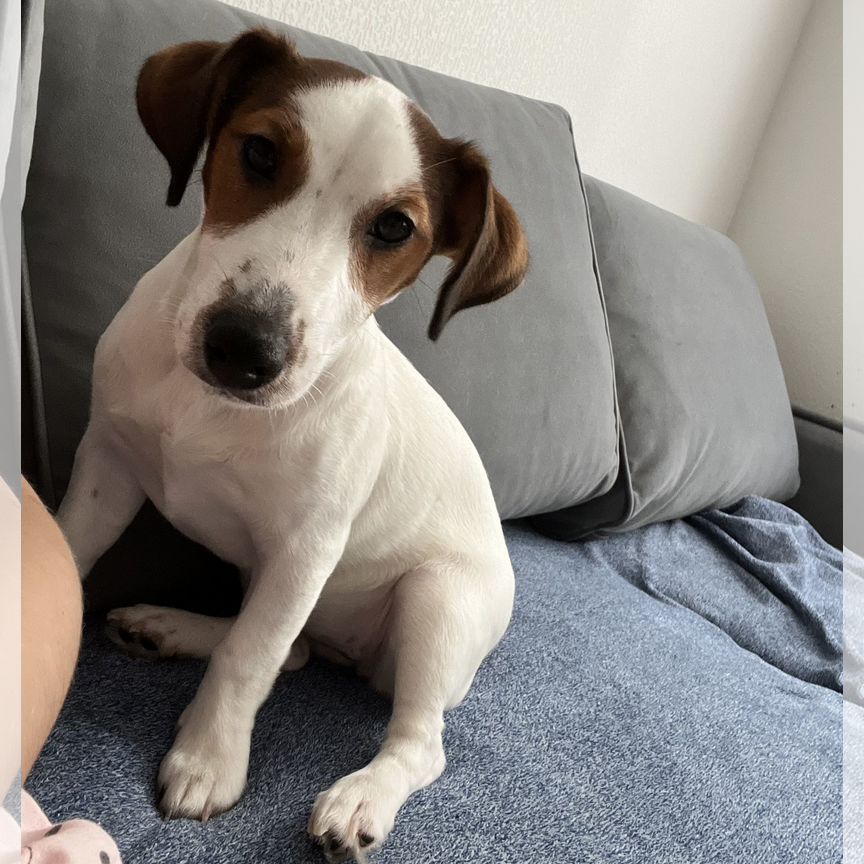 Джек-рассел-терьер, щенок