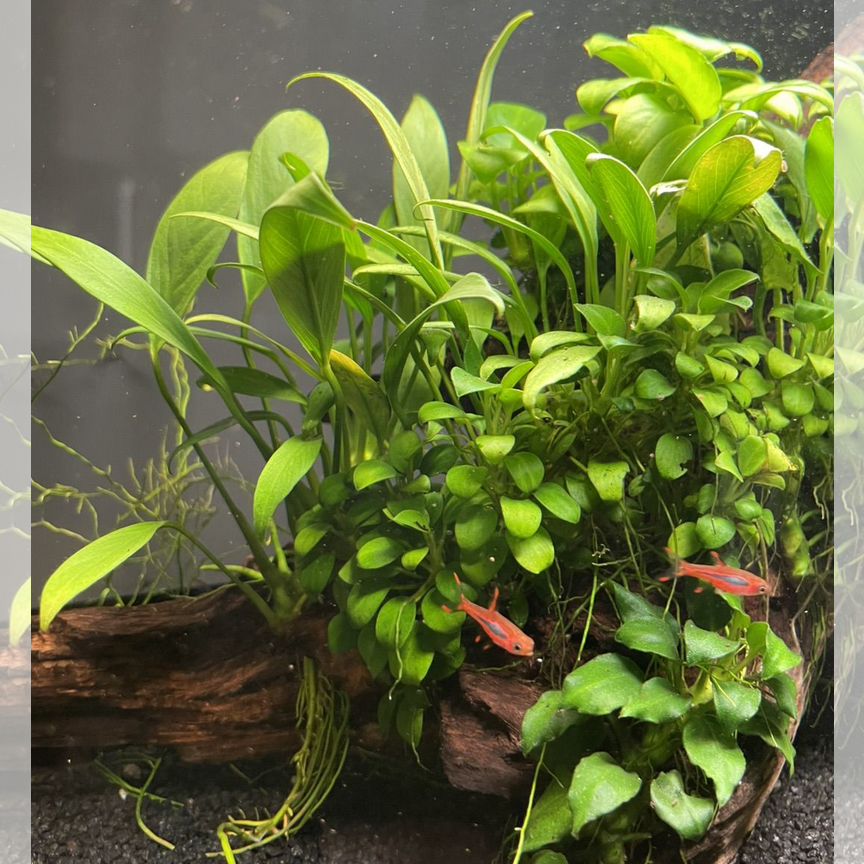 Микроразбора куботай и бригитта