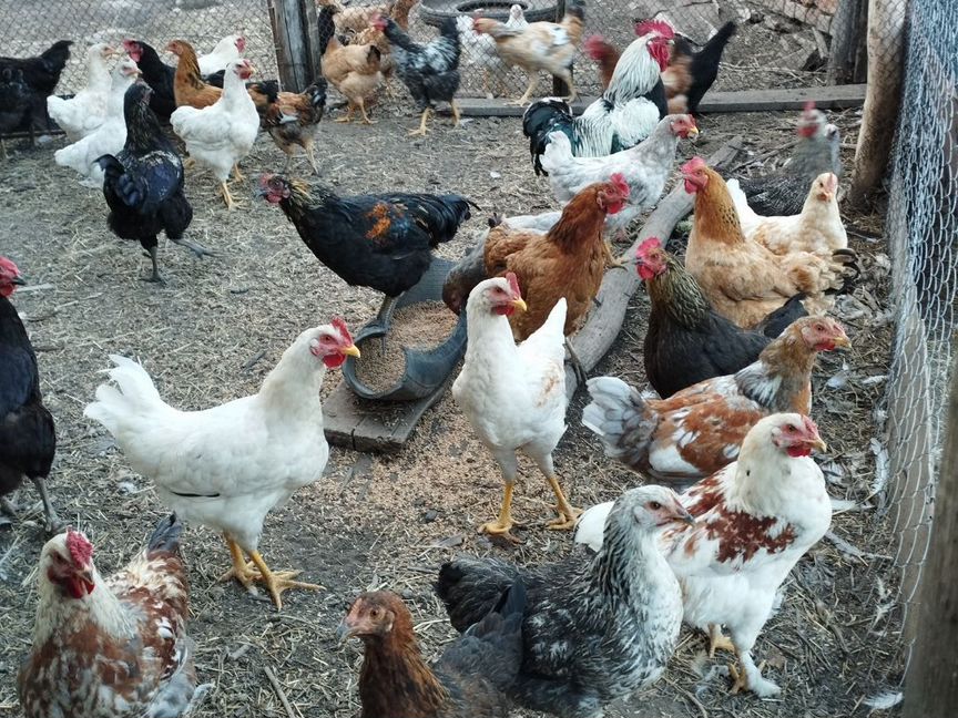 Куры молодки несушки