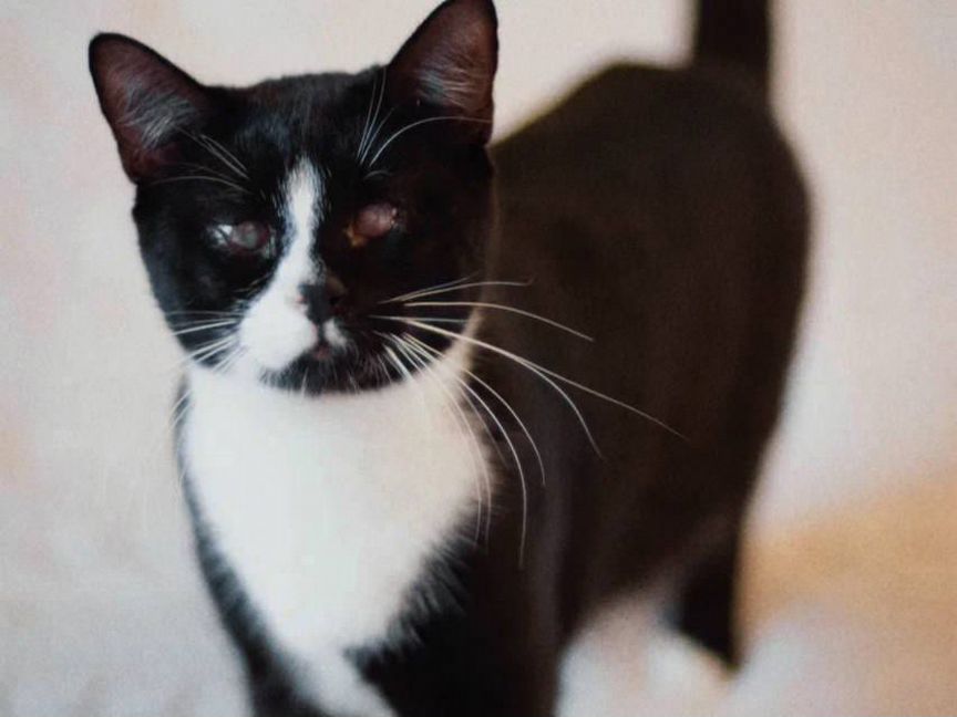 Кот в поисках дома