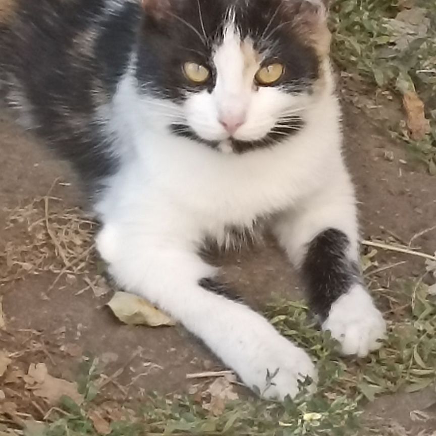 Котенок