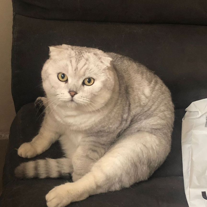 Шотландский вислоухий кот