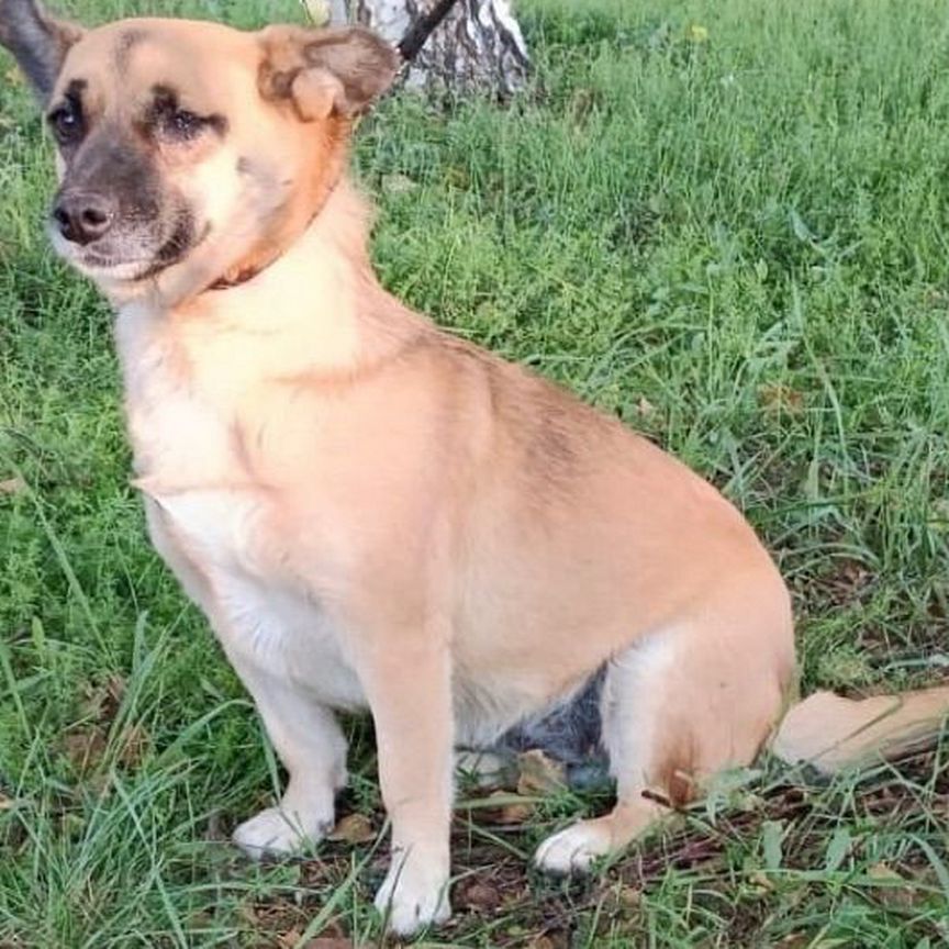 Взрослая собака в добрые руки