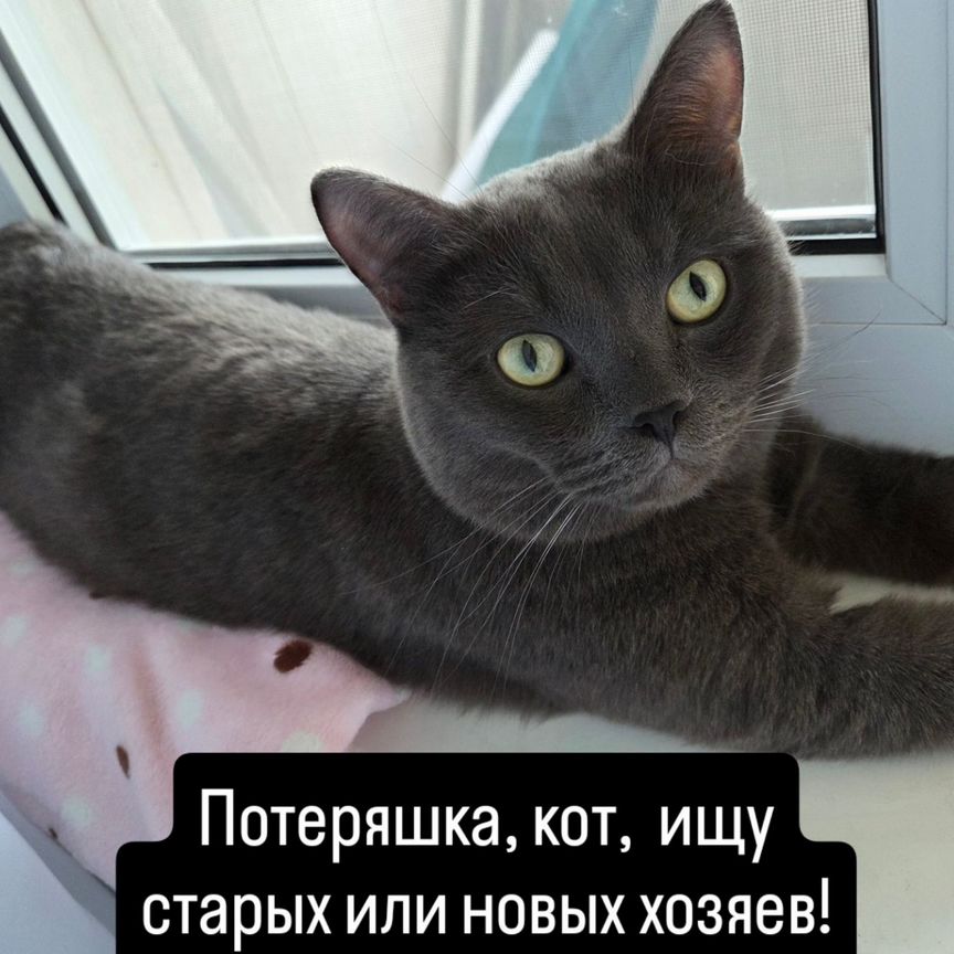 Британский короткошёрстный, взрослый кот