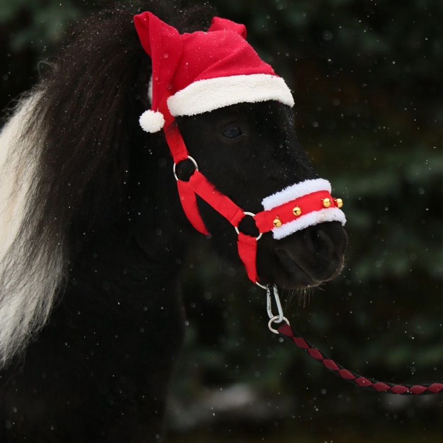 Новогодний набор для pony