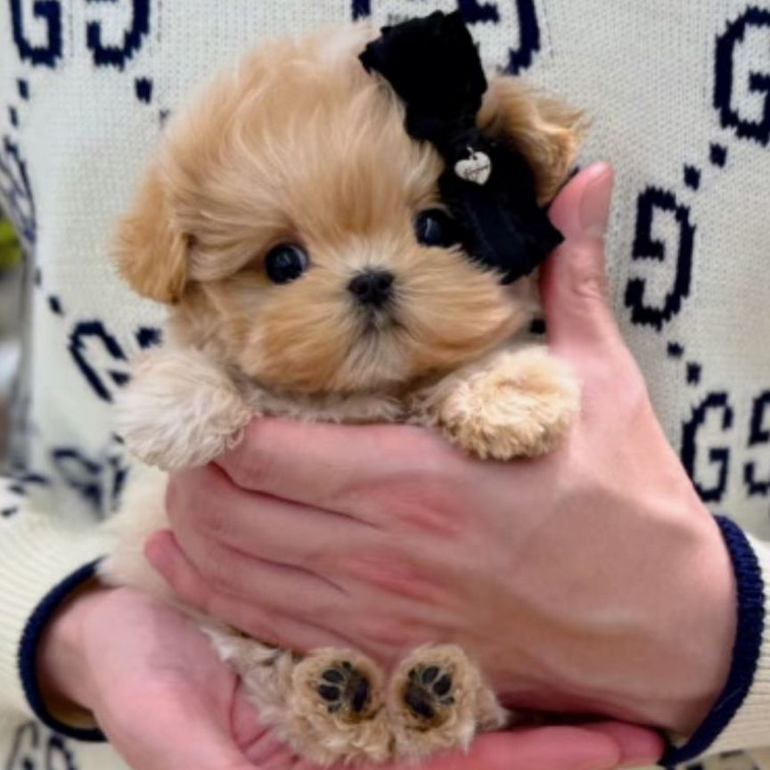 Мальтипу, щенок