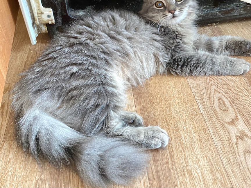 Котик подросток 6 месяцев мальчик