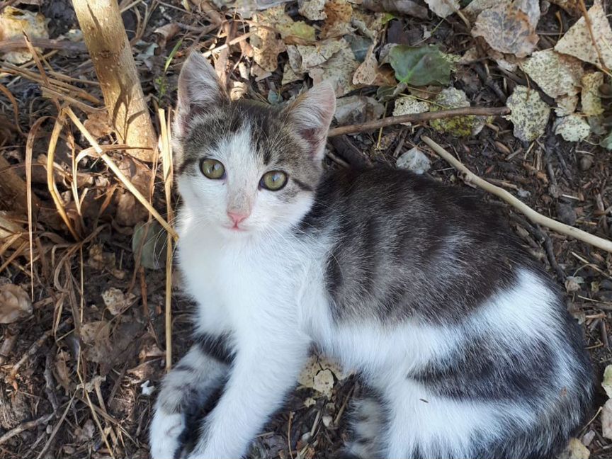 Ласковый котёнок в добрые руки