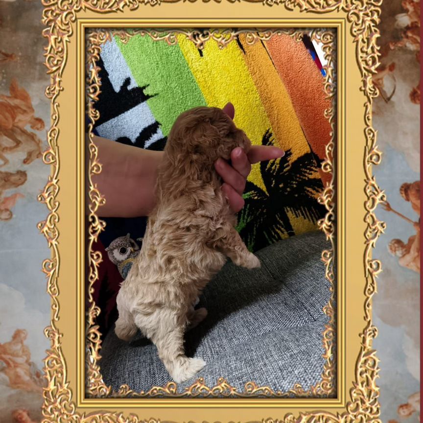 Мальтипу f1 девочки и мальчики