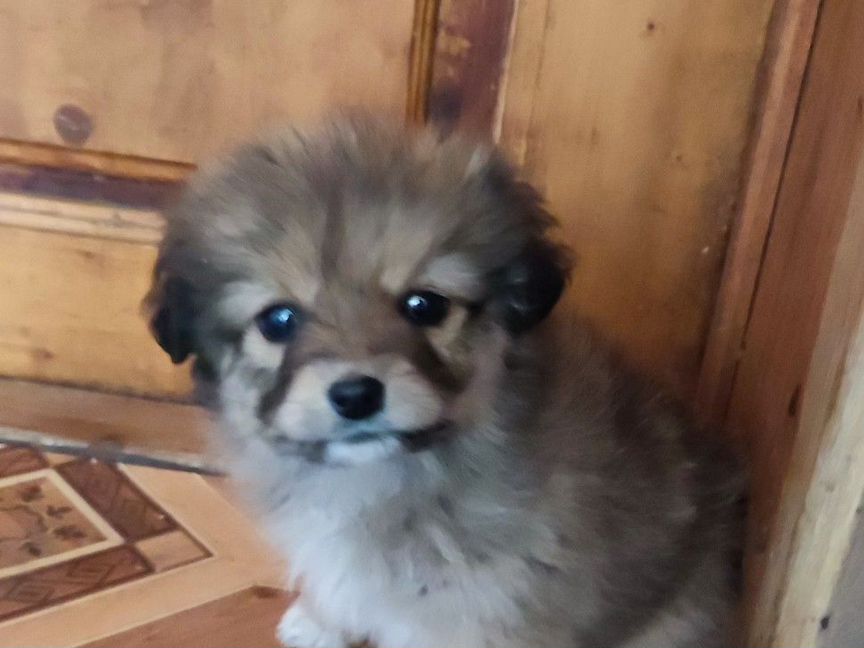 Маленький щенок бесплатно