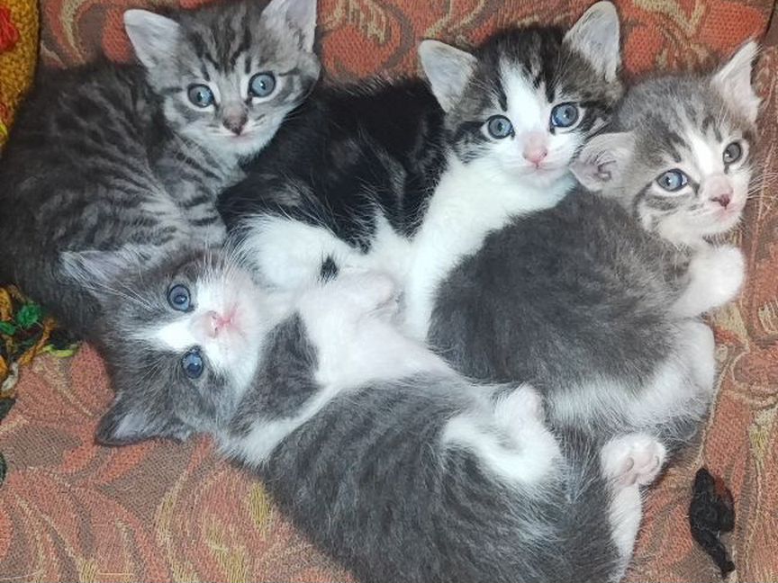 Котята в добрые руки