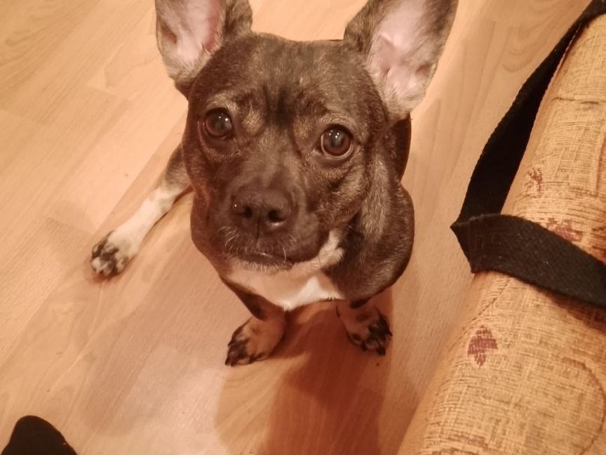 Французский бульдог помесь