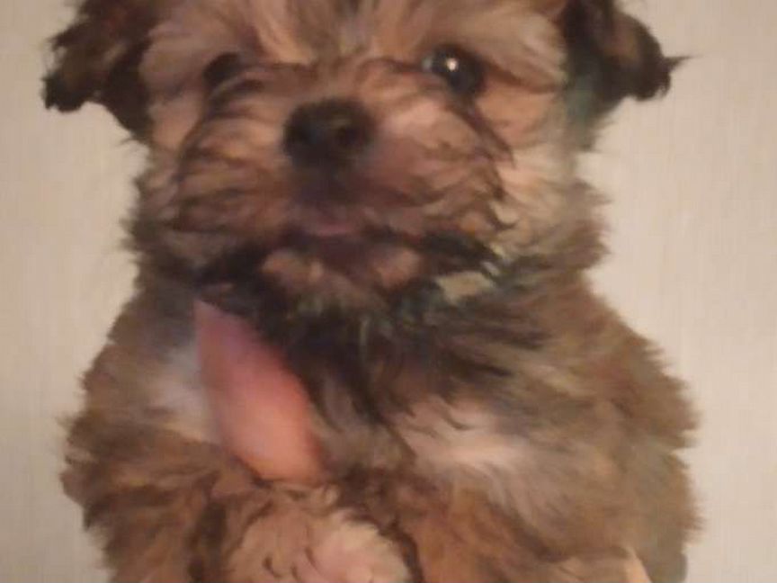 Метис мальтезе с йорком