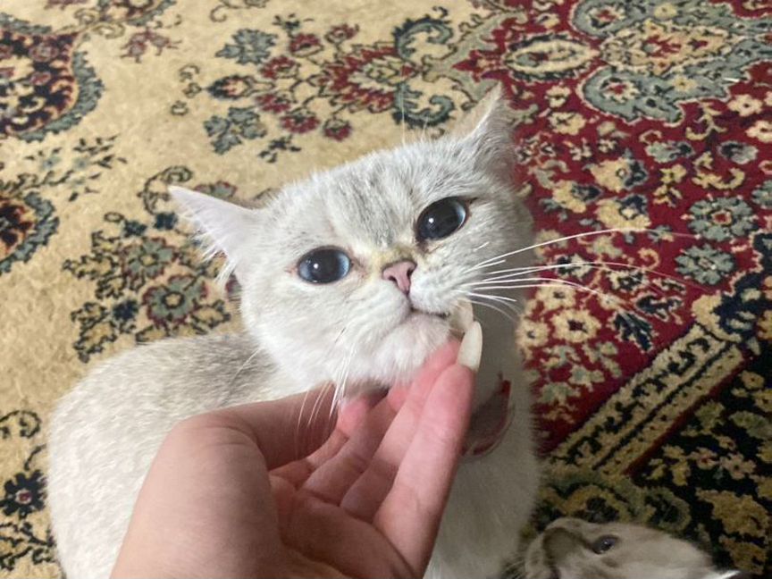 Кошка. Шиншилята. Осталось два