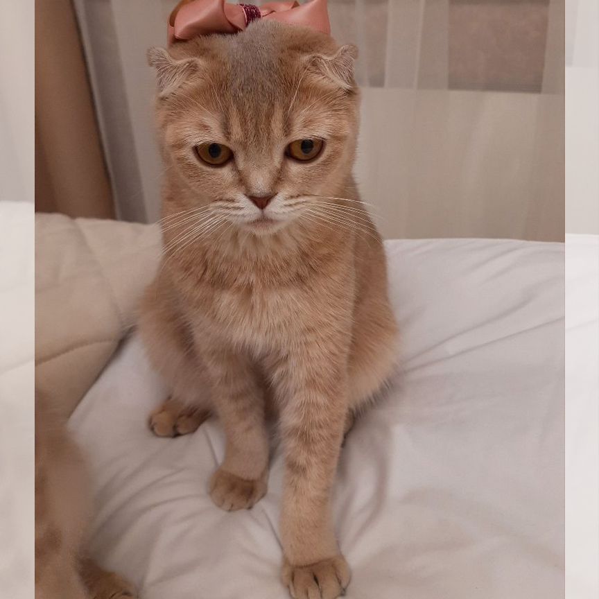 Отдам шотландские кошки