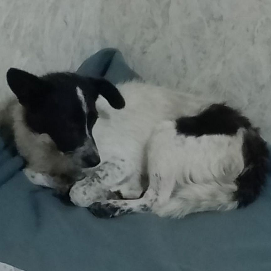 Собачке нужна помощь