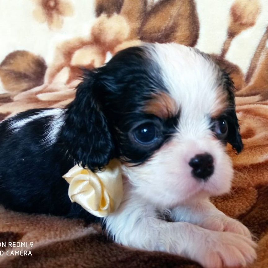 Кавалер Кинг Чарльз спаниель девочка