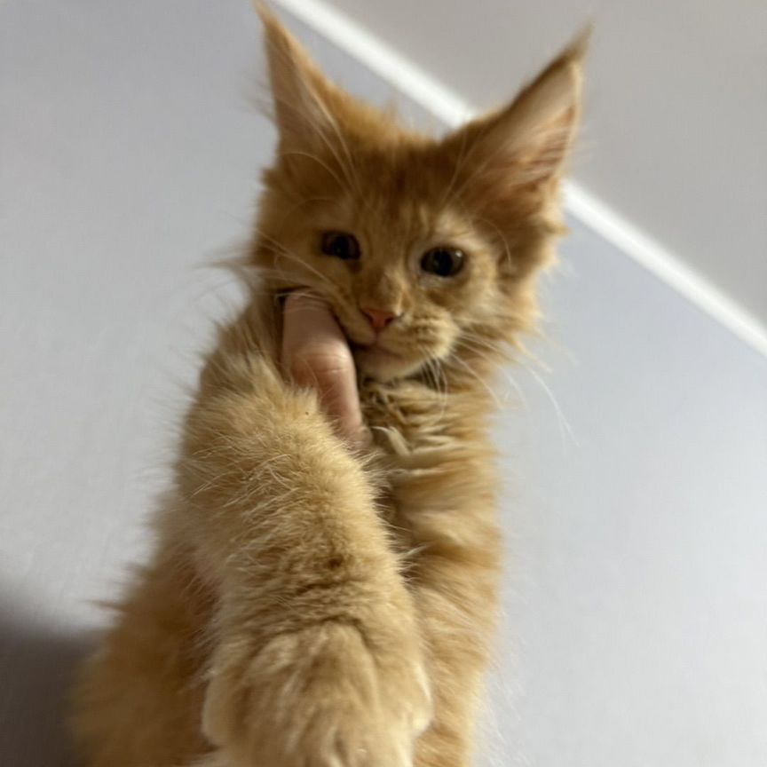 Катята мейнкун