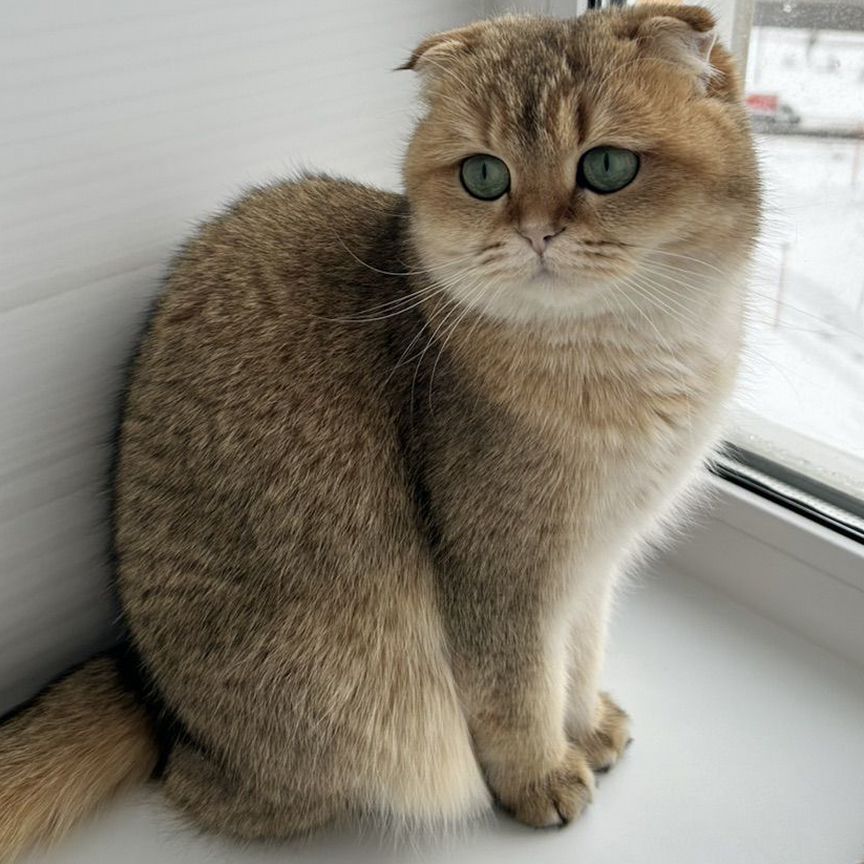 Шотландская вислоухая короткошёрстная, взрослая кошка