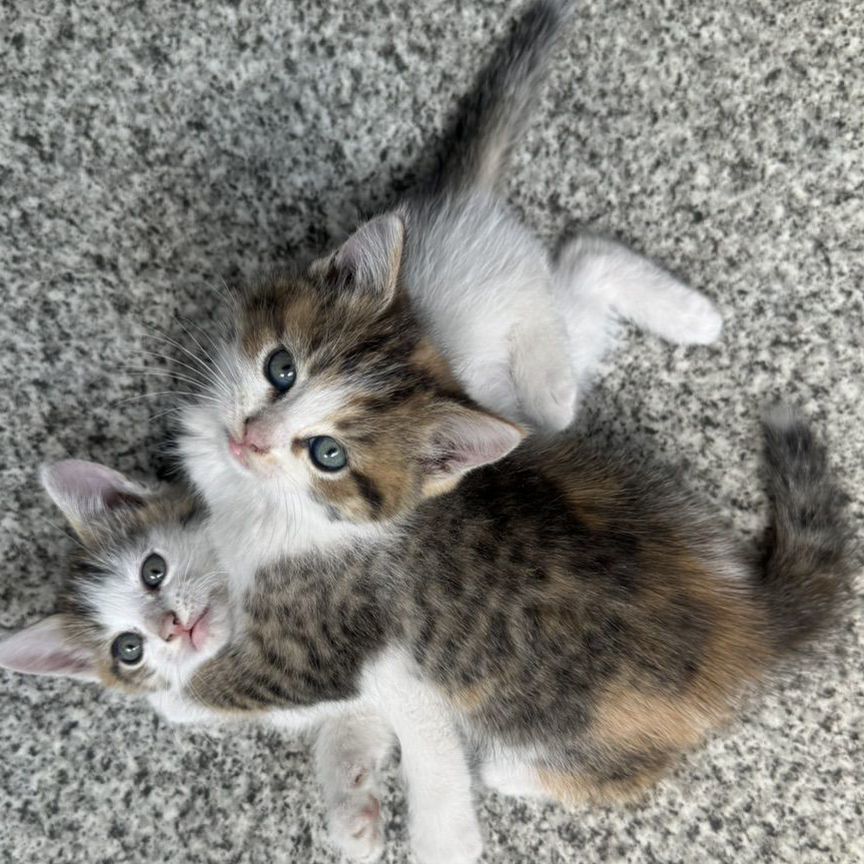 Котик в добрые руки