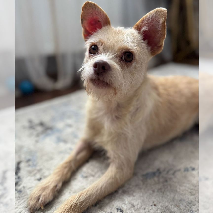 Взрослая собака в добрые руки