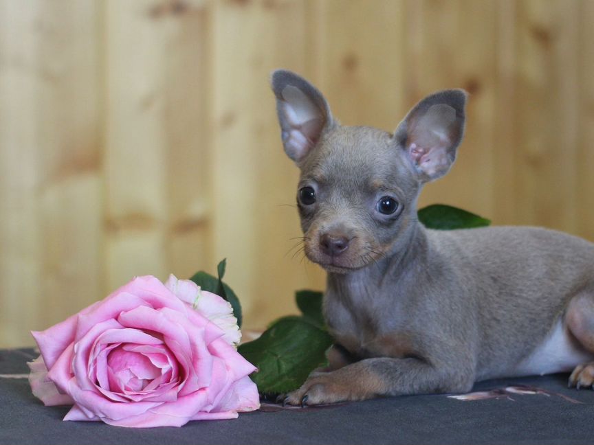 Лиловая чудесная тоечка