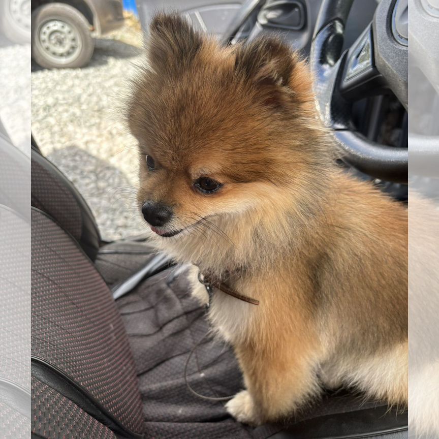 Померанский шпиц, взрослый пёс