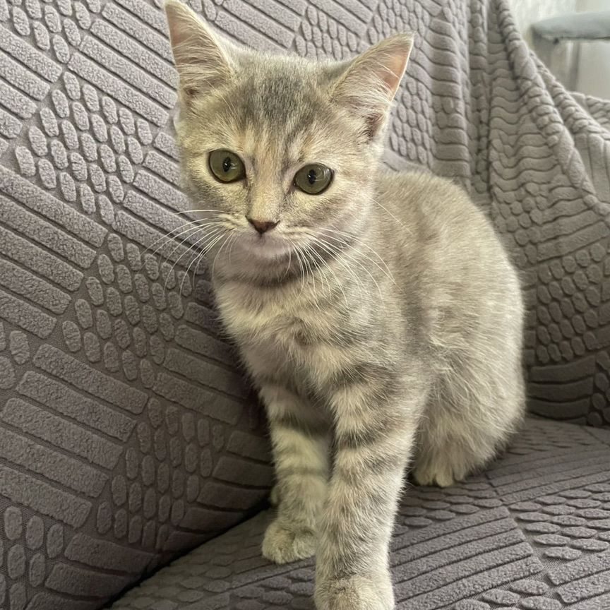 Отдам в добрые руки