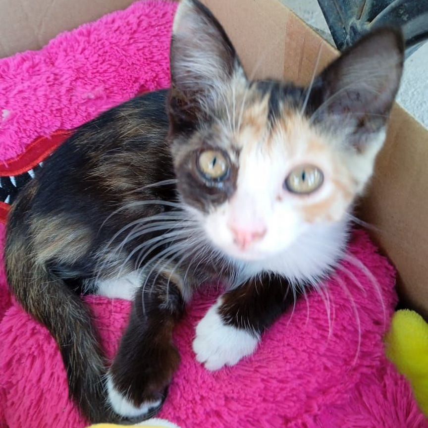 Котенок разноцветгый