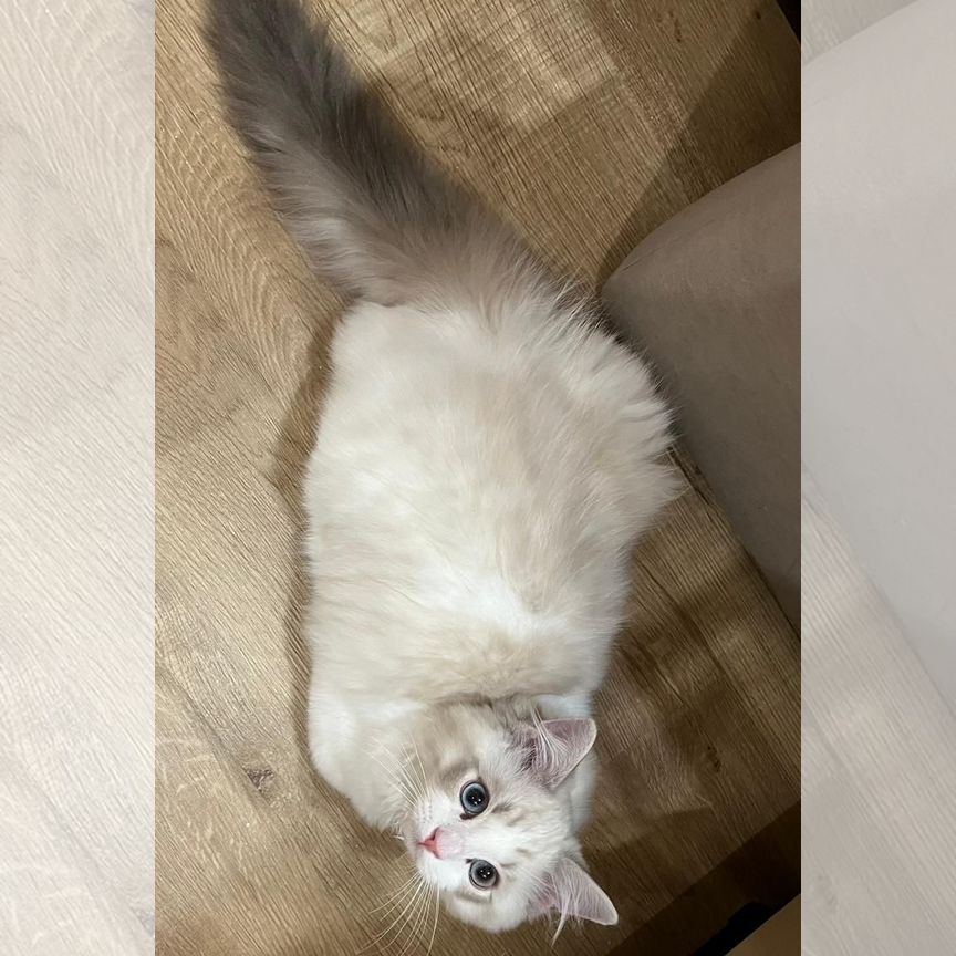 Рэгдолл котёнок