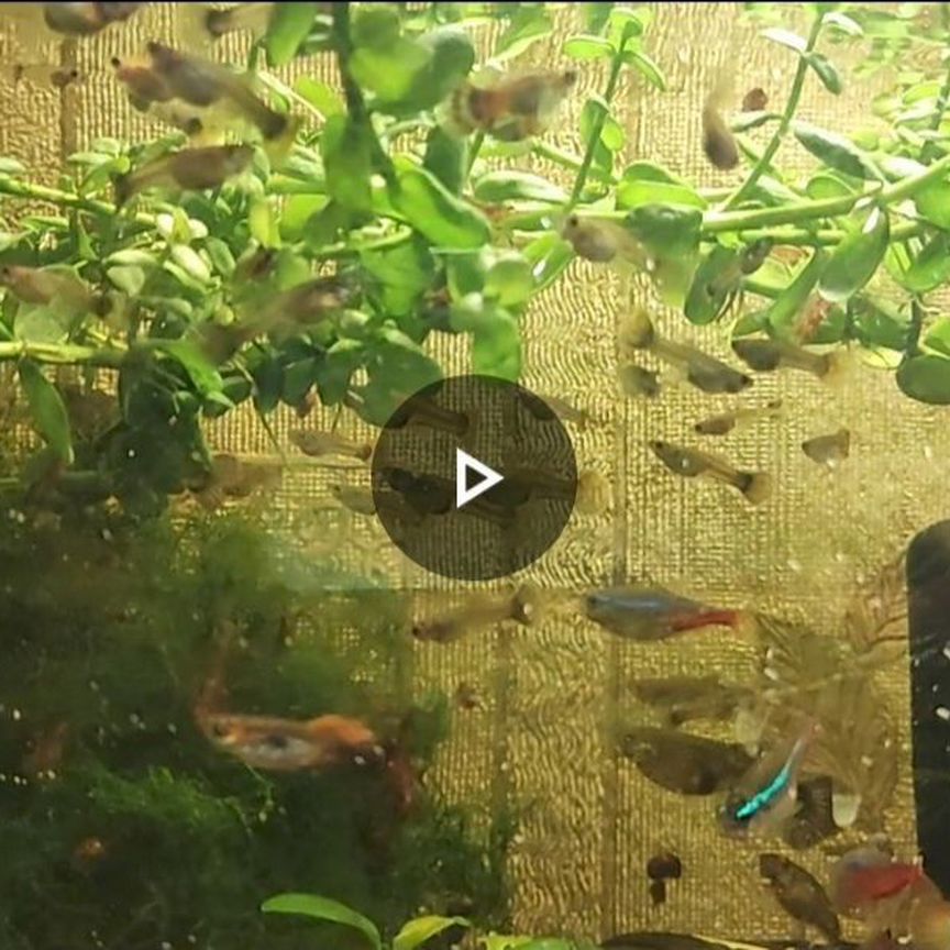 Гуппи мальки