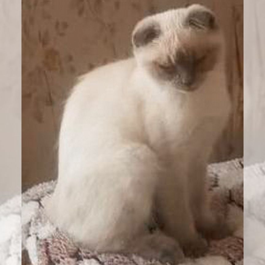 Котёнок "Британец" около пяти месяцев