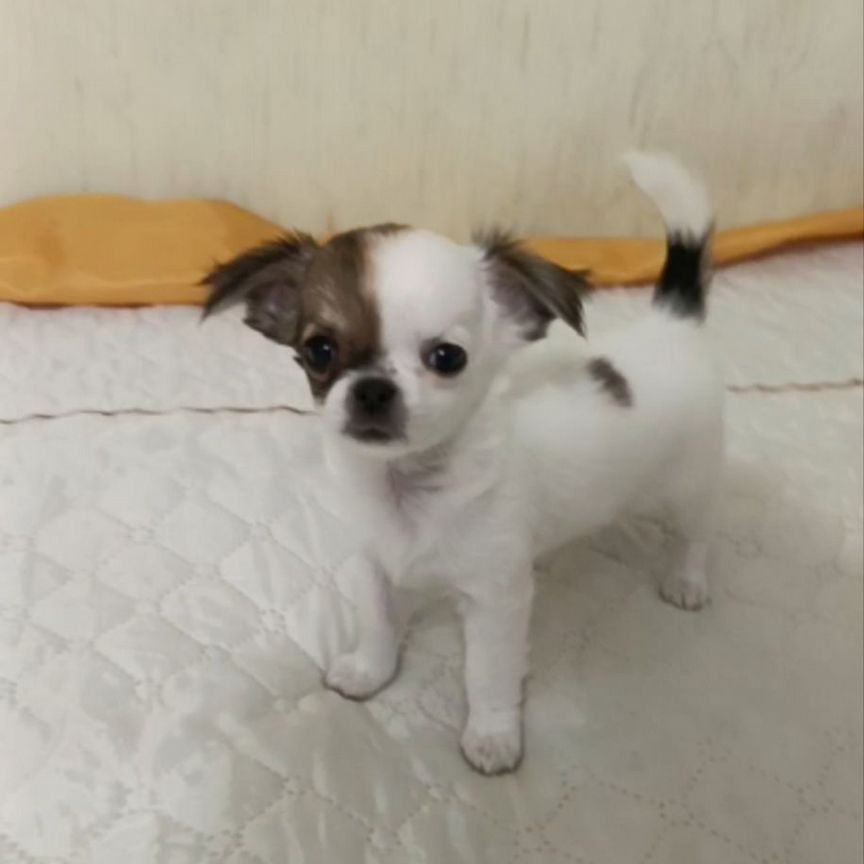 Чихуахуа, щенок