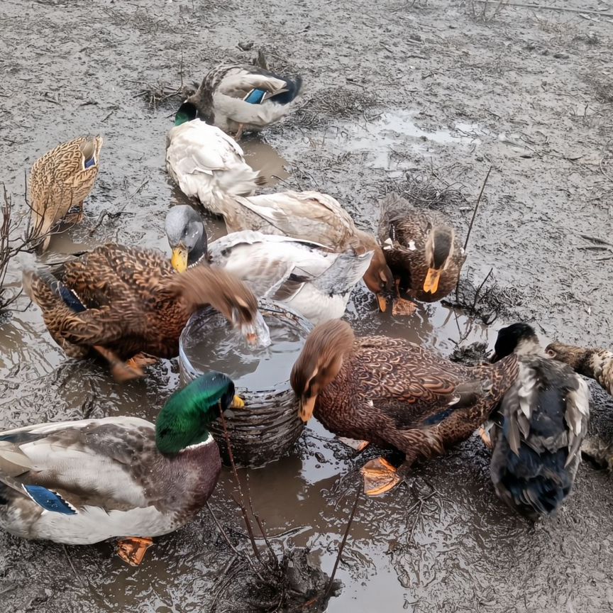 Селезень руанский