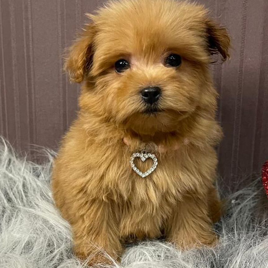 Мальтипу, щенок