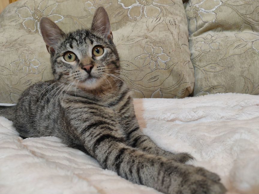 Котик Марсик