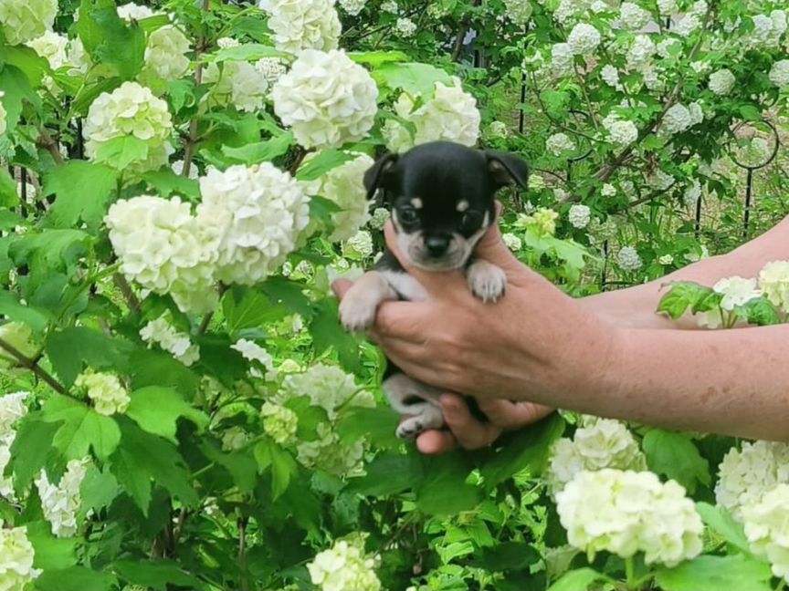 Щенки чихуахуа мини