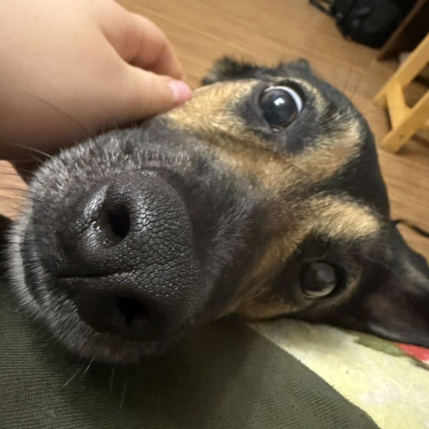 Немецкая овчарка, взрослая собака