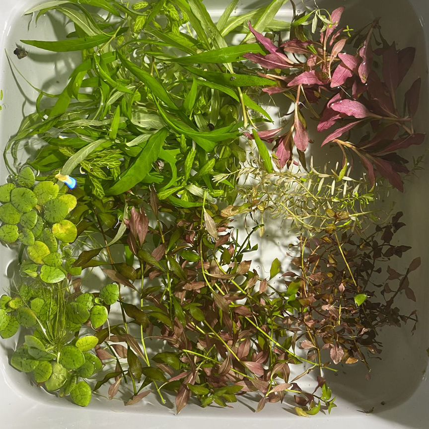 Аквариумная прополка